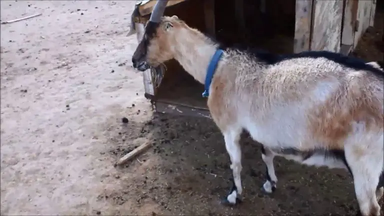 Treatment of Bloat in Goats - Consort Design