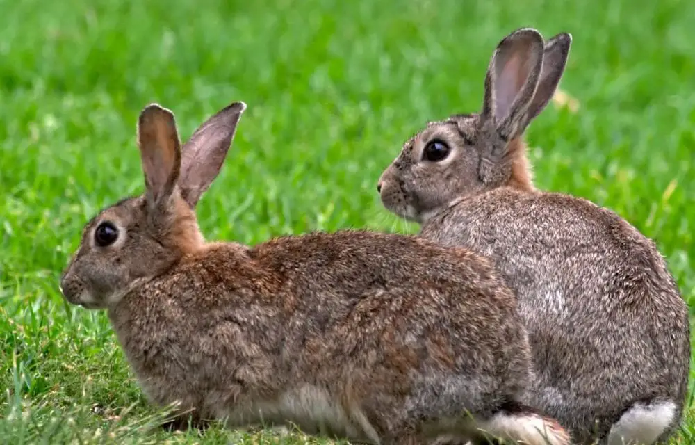 Rabbit Snuffles Treatment - Consort Design